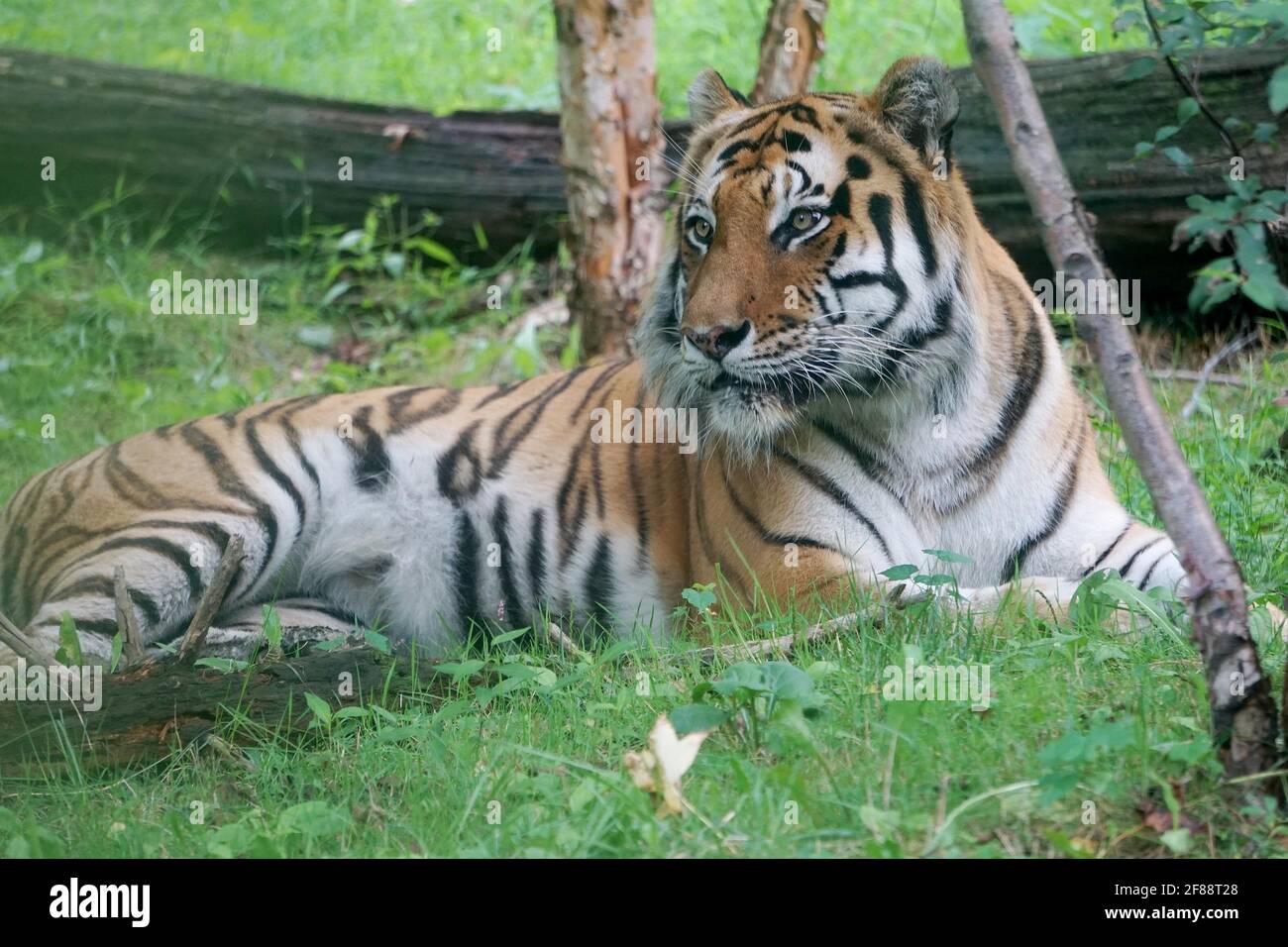 Bronx - NY - 20200911-Animals at Tiger Mountain and Congo Gorilla ...