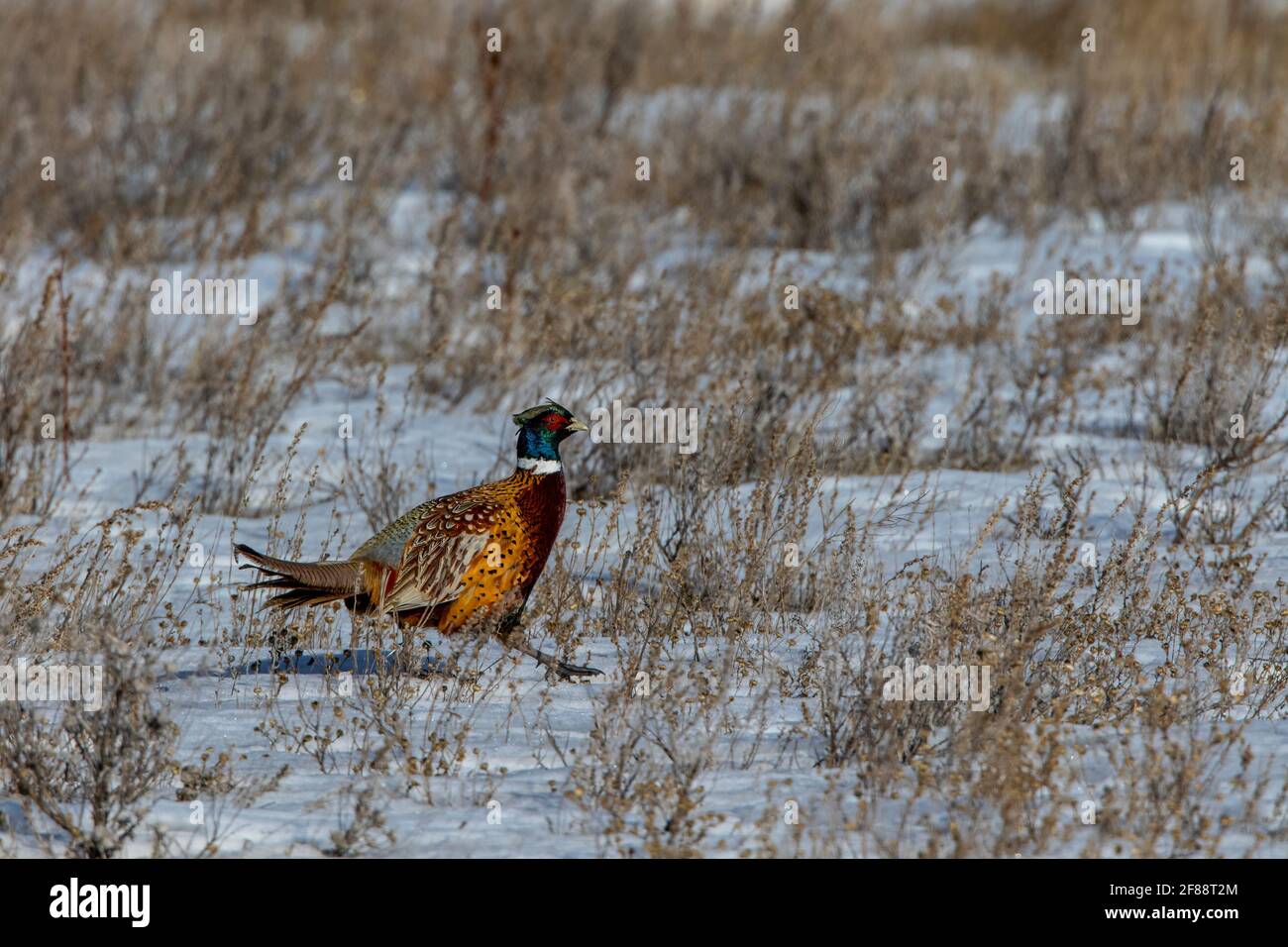 Ringed-neck pheasant in Grasslands National Park, Saskatchewan, Canada ...