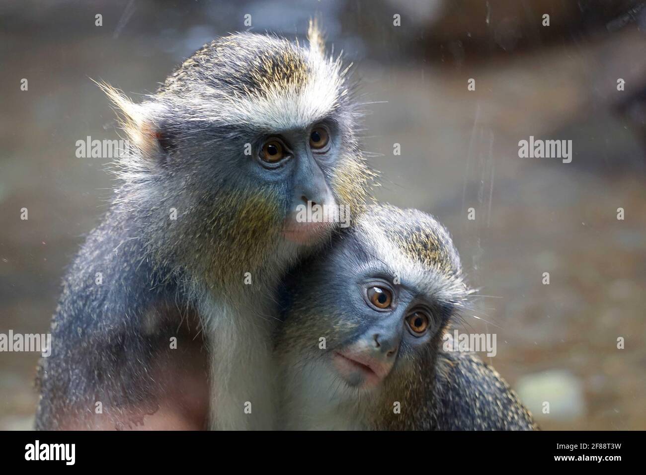 Bronx - NY - 20200911-Animals at Tiger Mountain and Congo Gorilla ...