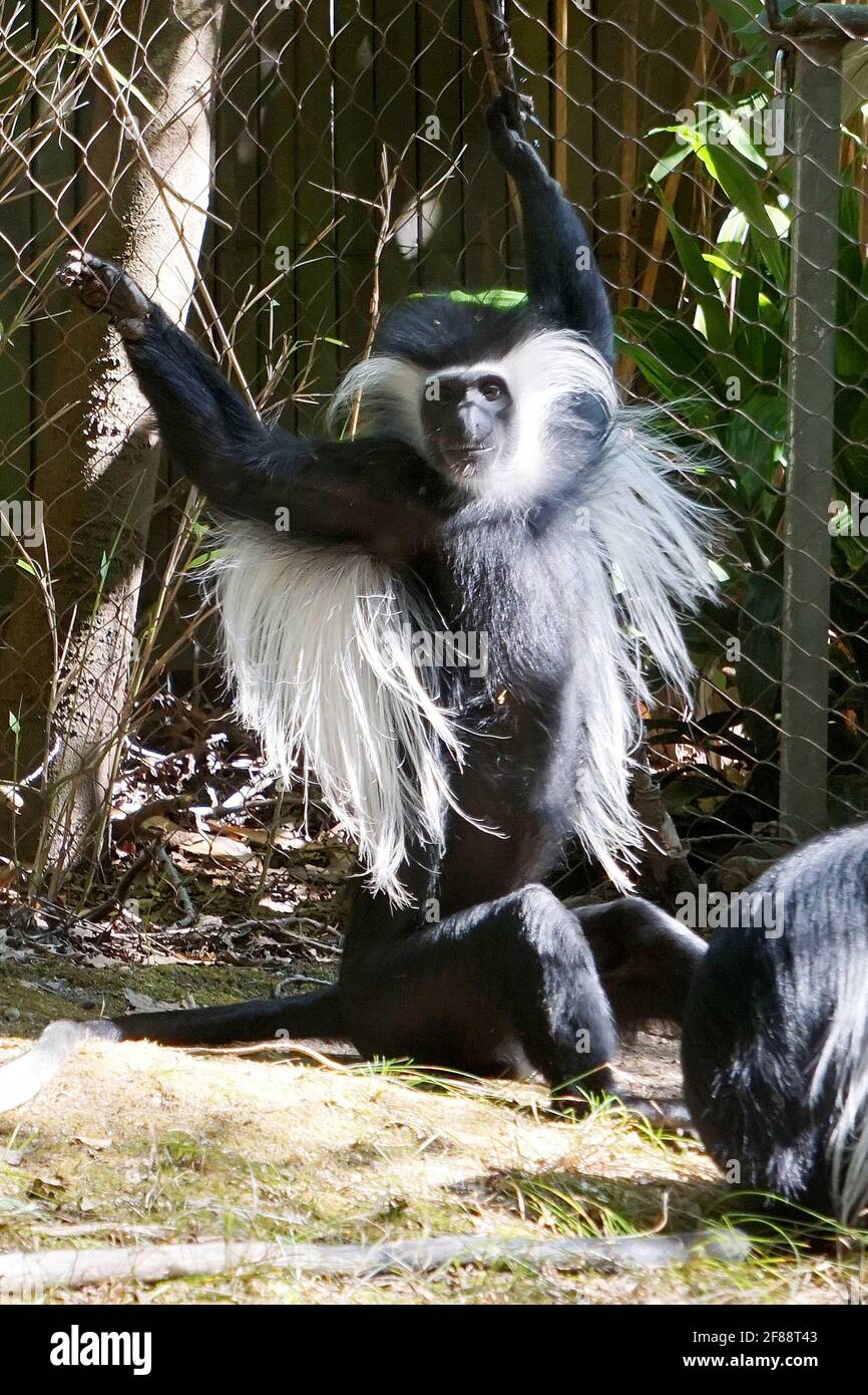 Bronx - NY - 20200911-Animals at Tiger Mountain and Congo Gorilla ...