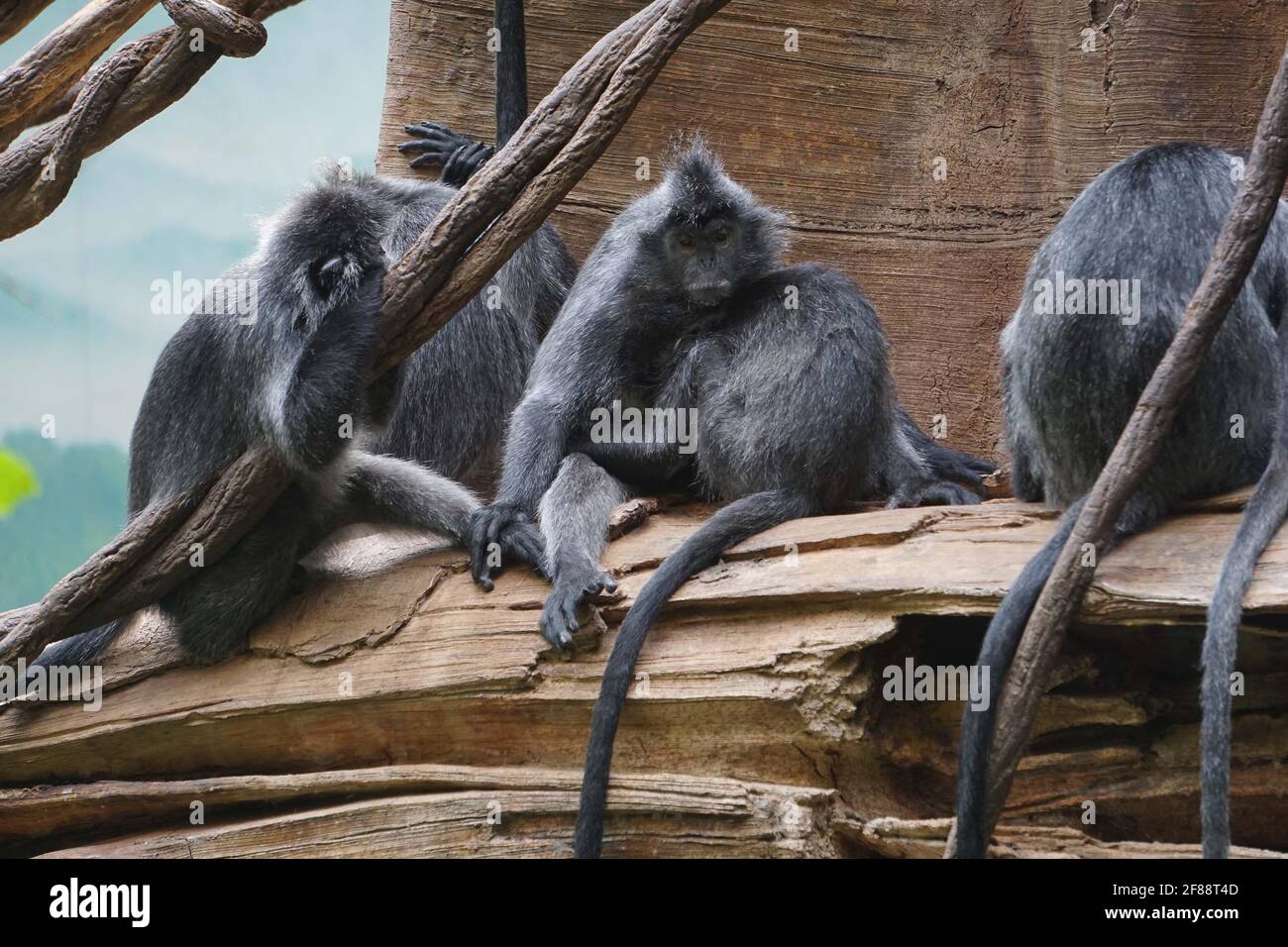 Bronx - NY - 20200907-MonkeysCrocodiles and Zebras at the Bronx Zoo ...