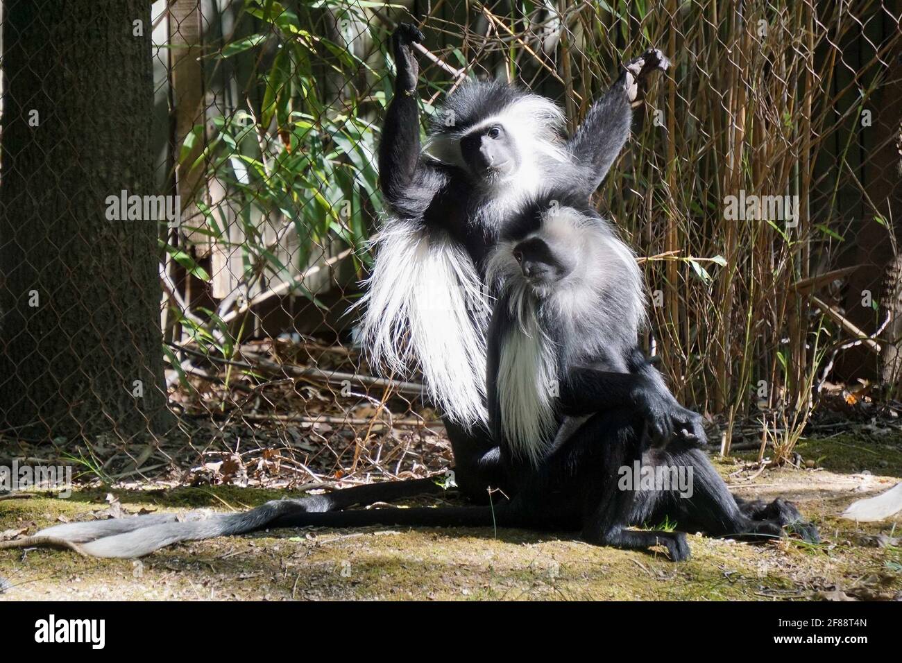 Bronx - NY - 20200911-Animals at Tiger Mountain and Congo Gorilla ...