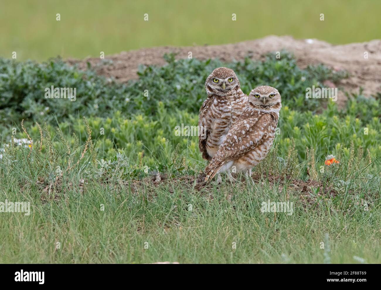 Burrowing Owl burrow Grasslands National Park, Saskatchewan, Canada ...