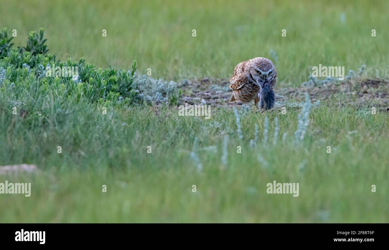 Grasslands owl hi-res stock photography and images - Alamy