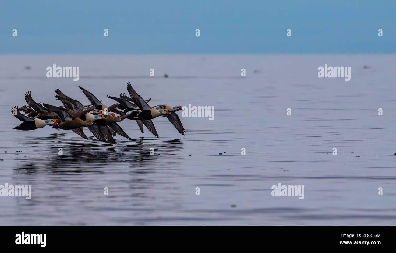 King Eider ducks flying along the arctic floe edge in Pond Inlet ...