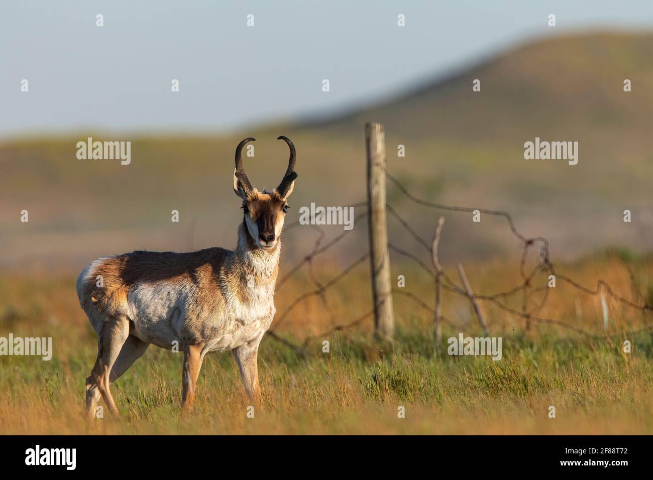 Pronghorn Antelope in Grasslands National Park, Saskatchewan, Canada ...