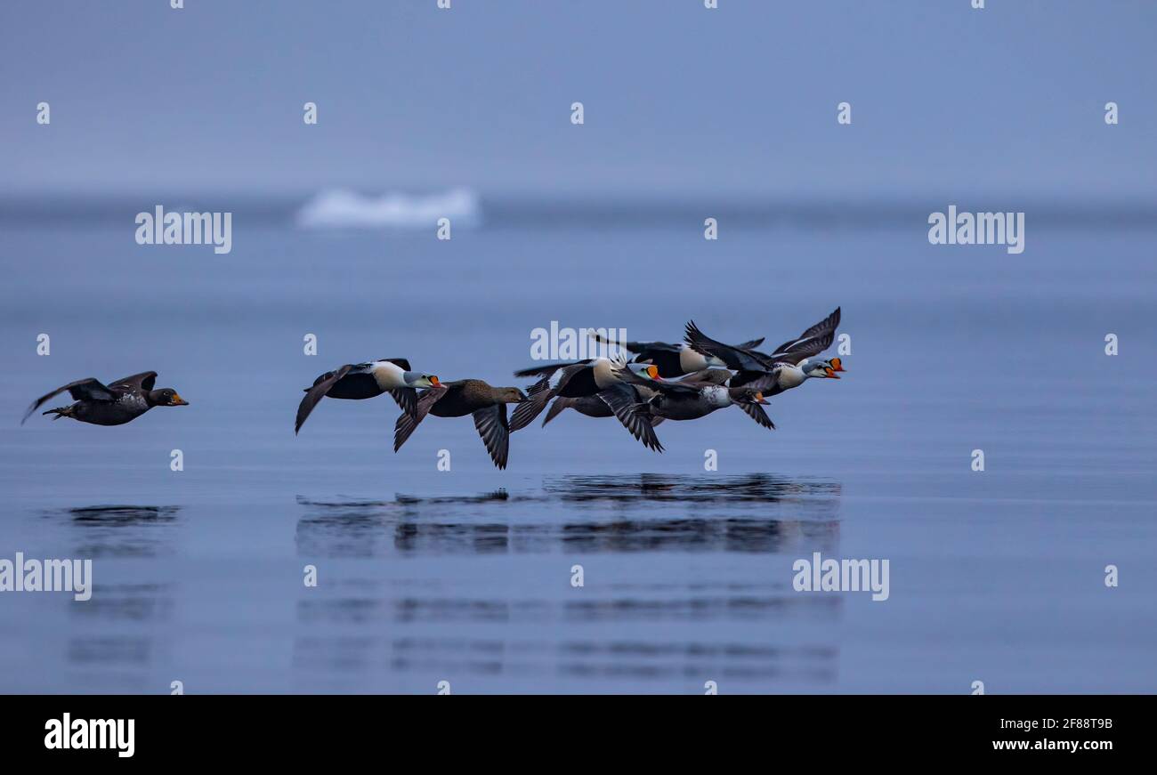 King Eider ducks flying along the arctic floe edge in Pond Inlet ...