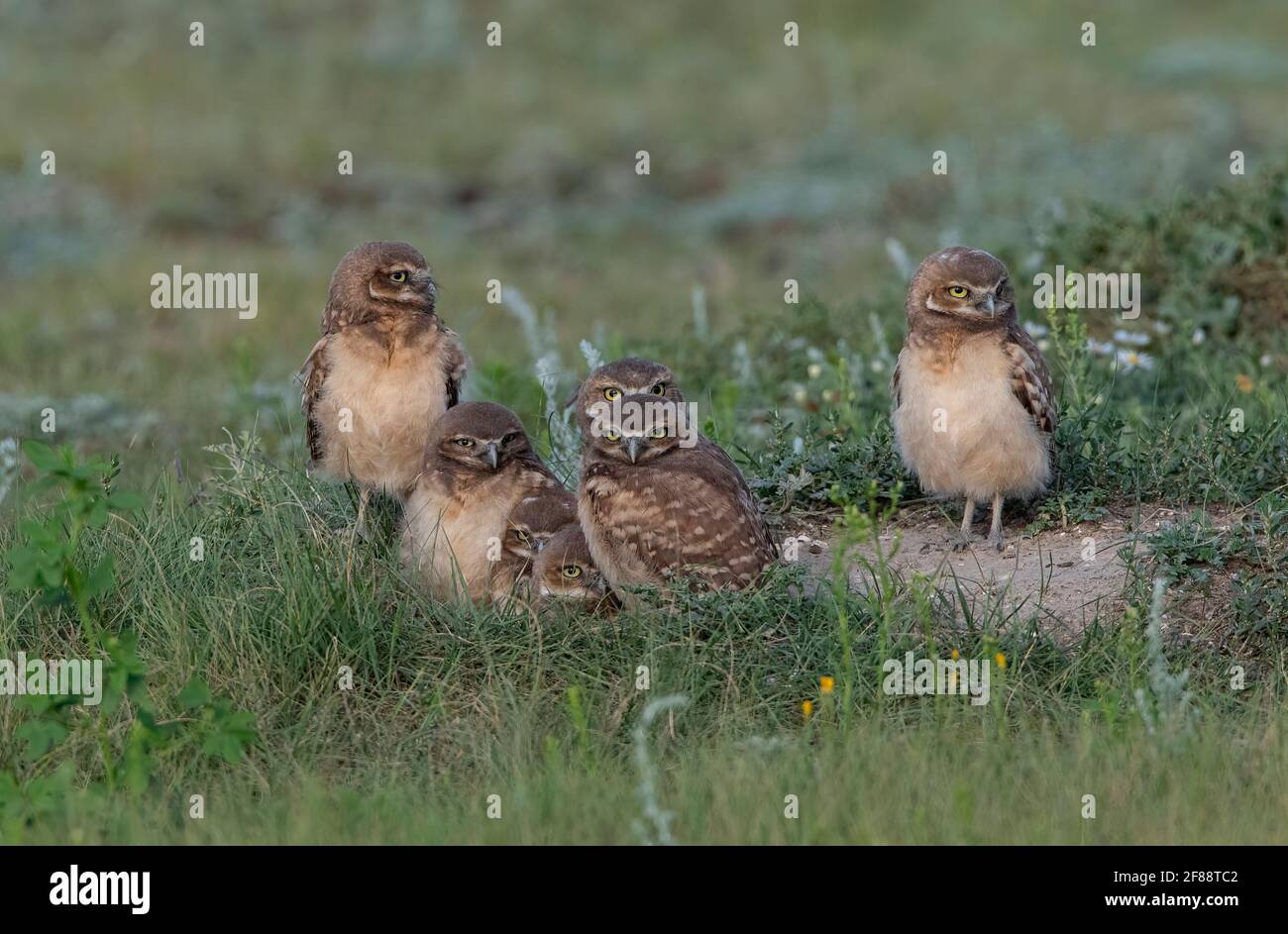 Burrowing Owl family at burrow in Grasslands National Park ...