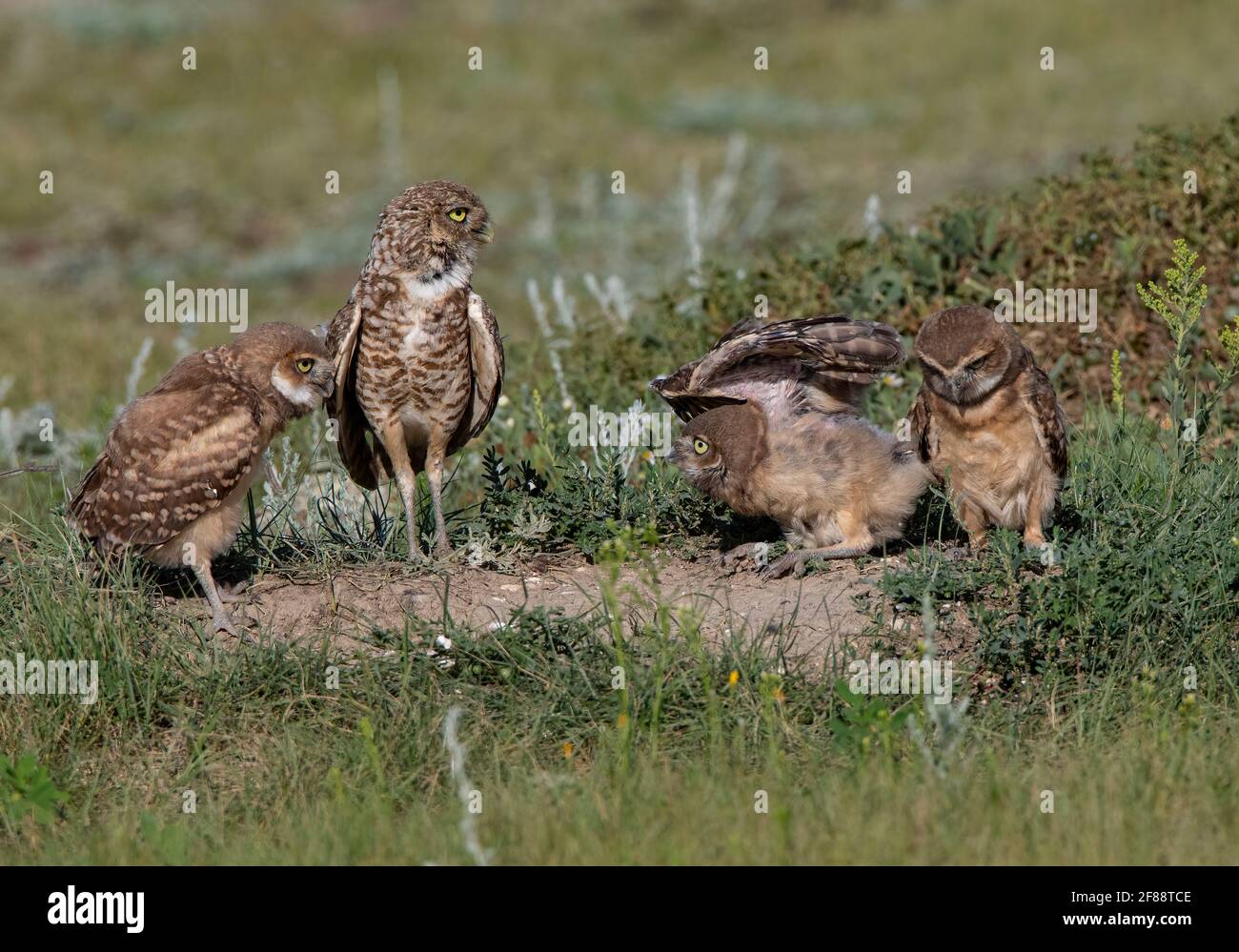 Grasslands owl hi-res stock photography and images - Alamy