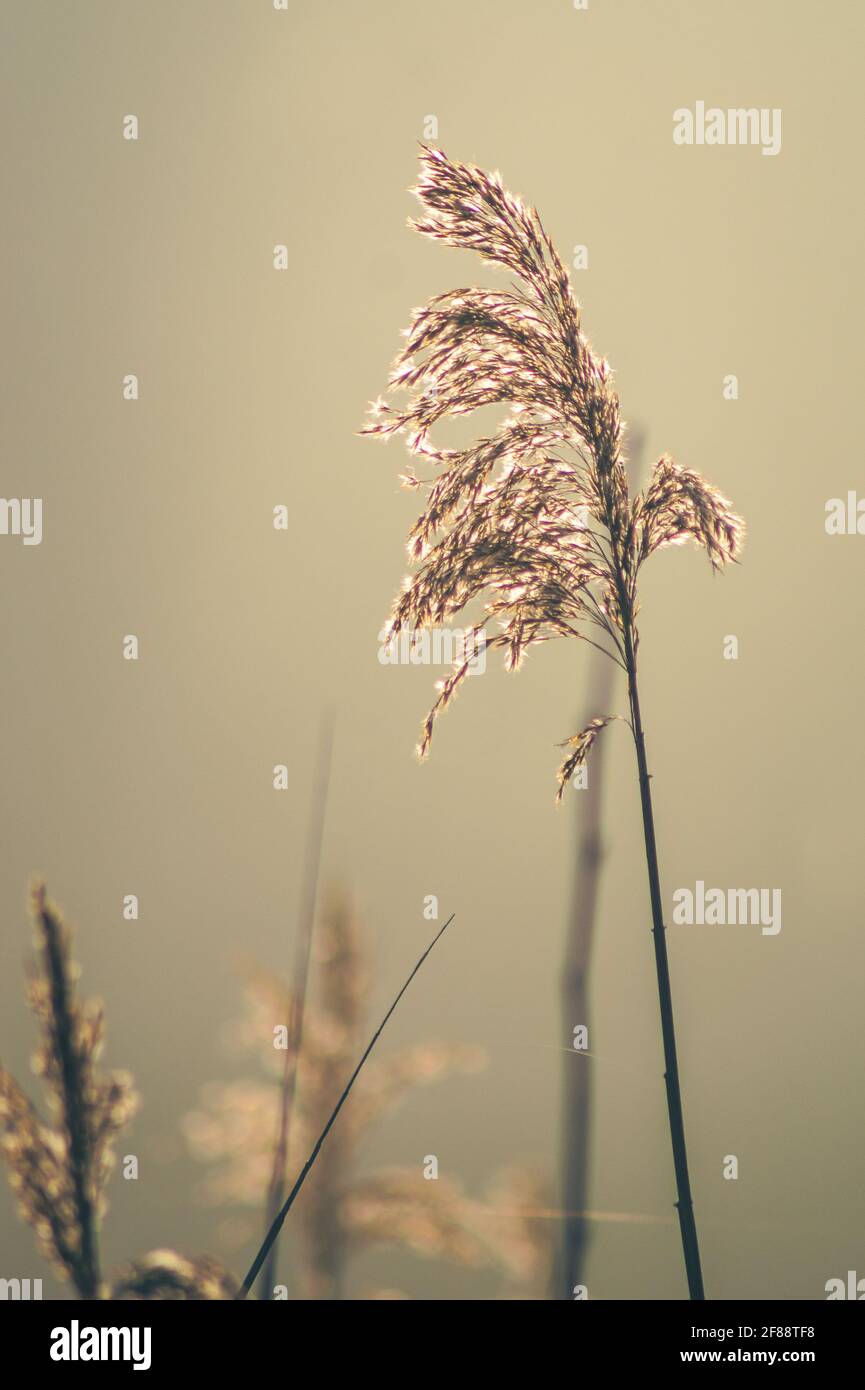 Dried wild carrot flowers hi-res stock photography and images - Alamy