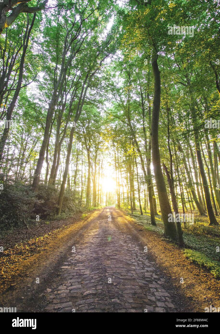 Beautiful road with trees at susnet Stock Photo - Alamy
