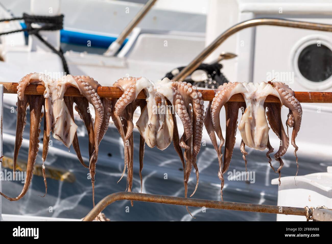 Octopus hanging up on a stick to dry at the quay in Naoussa, small ...