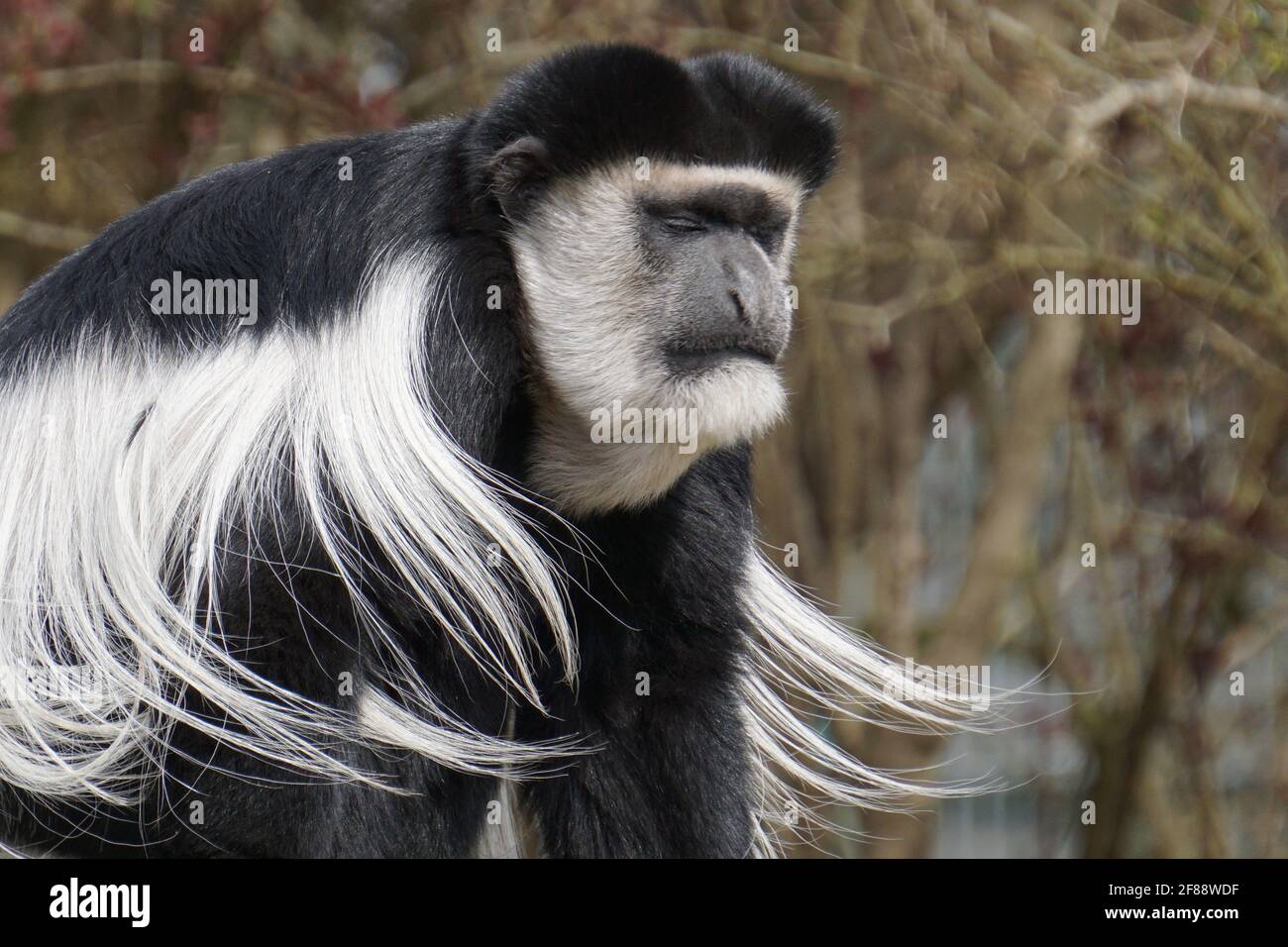 Colobuses hi-res stock photography and images - Alamy