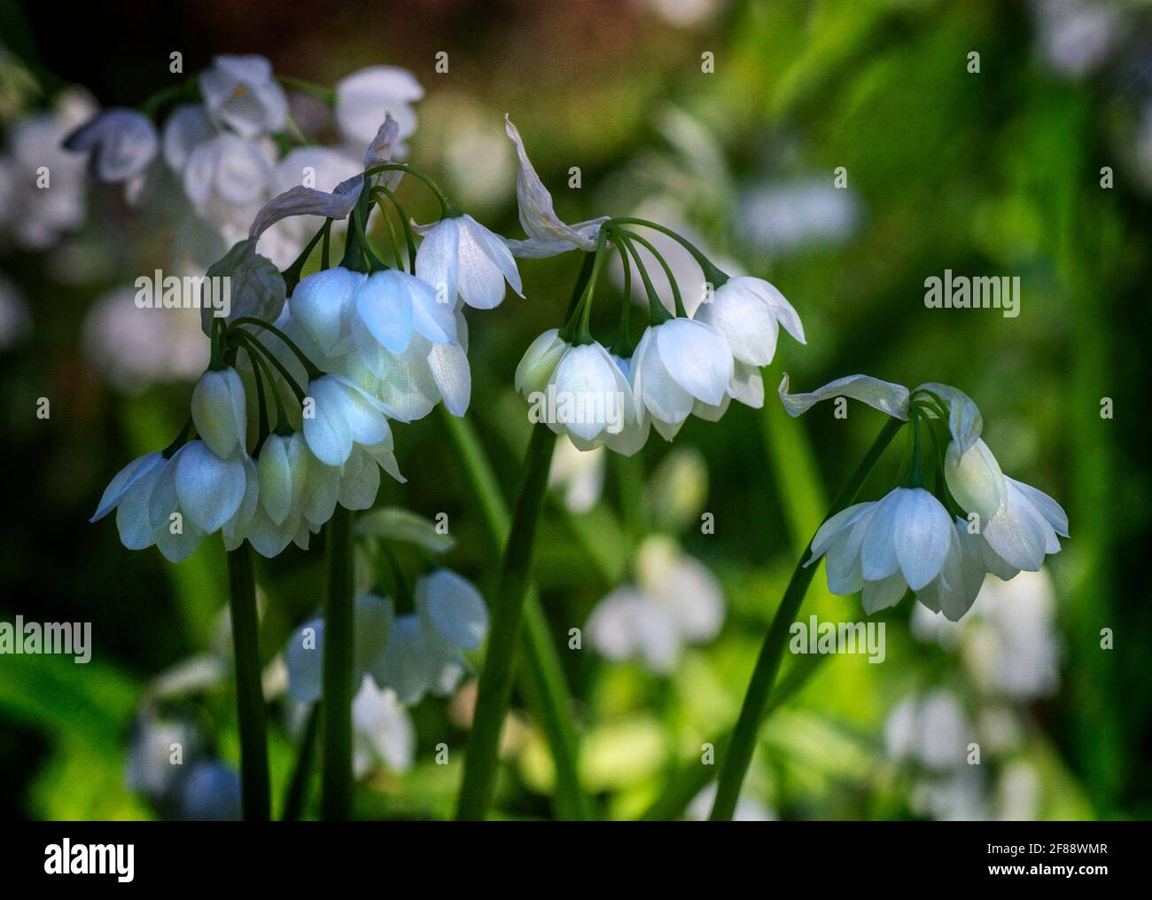 A clump of spring flowering white bell shaped blooms, with drooping ...