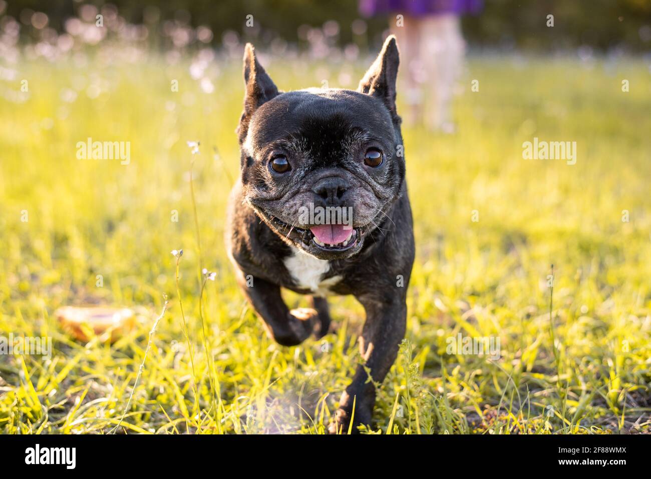 French bulldog, senior dog enjoying a meadow with flowers and playing ...