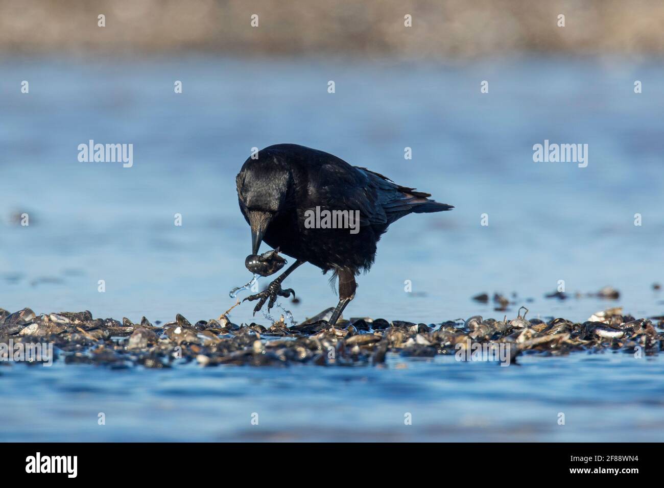 Carrion crow (Corvus corone) eating blue mussels / common mussels ...