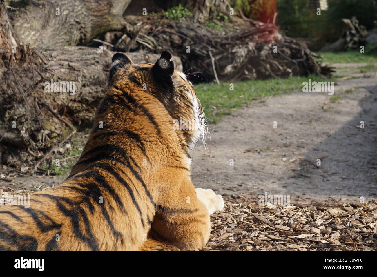 Back view of a tiger in the zoo Stock Photo - Alamy