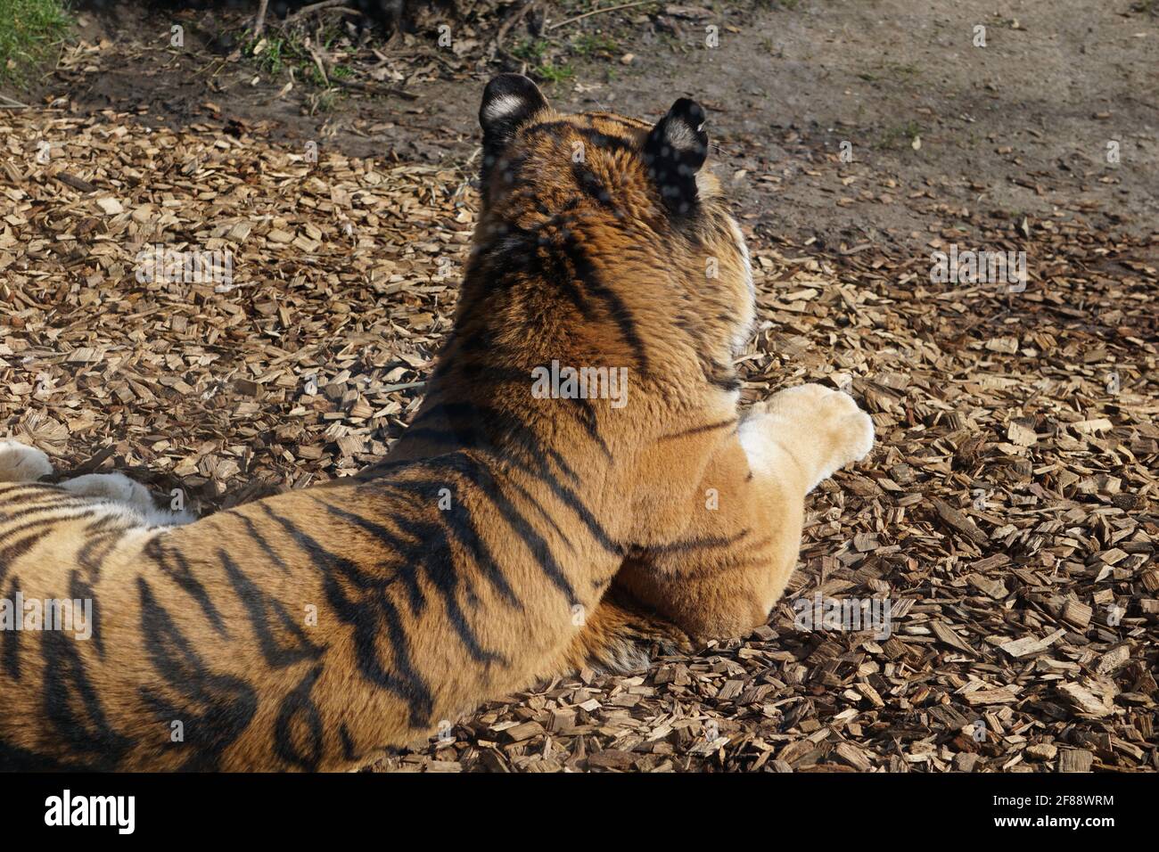 Back view of a tiger in th zoo Stock Photo - Alamy