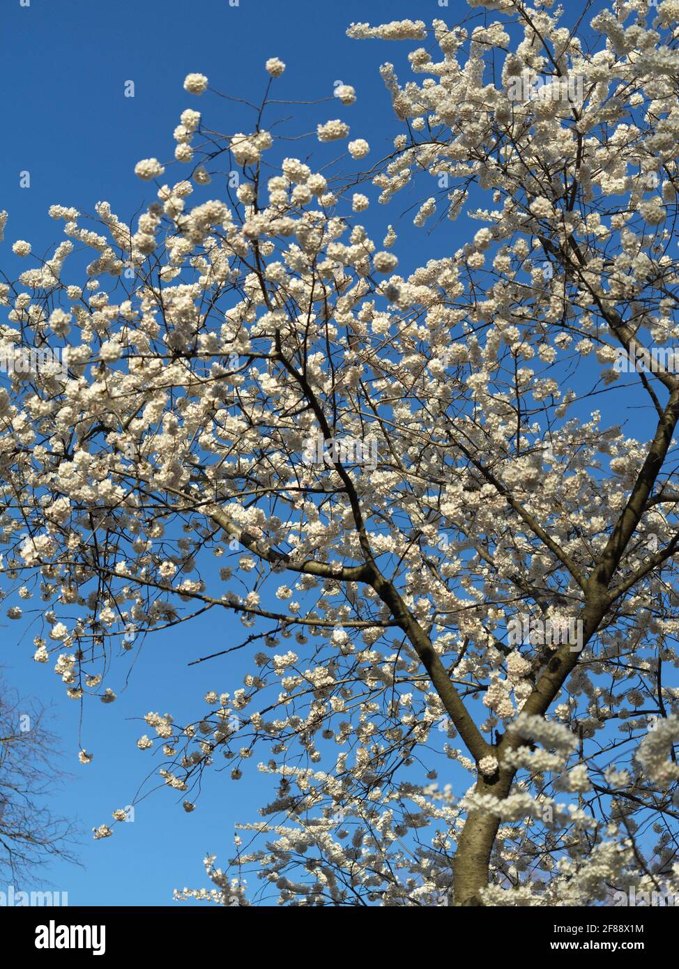 Cherry blossoms riverside drive hi-res stock photography and images - Alamy