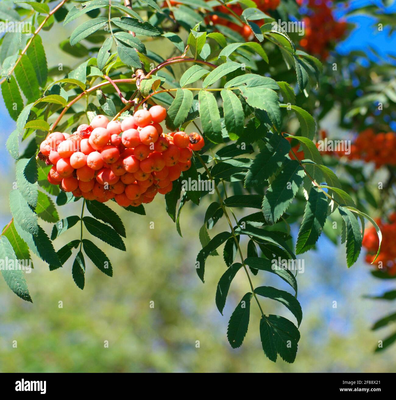 ashberry at dry sunny summer day Stock Photo - Alamy