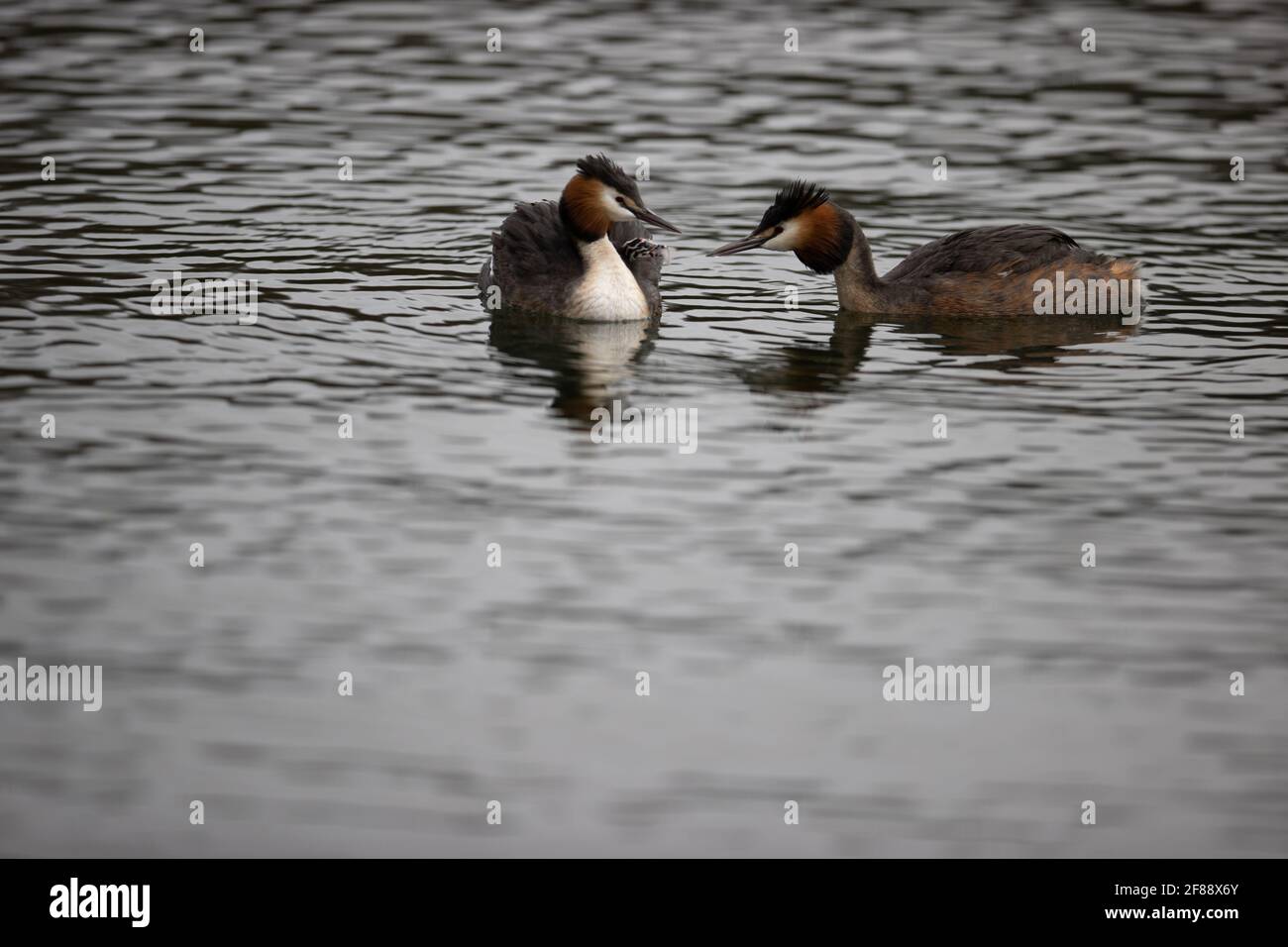 Great Crested Grebe on lake Stock Photo - Alamy