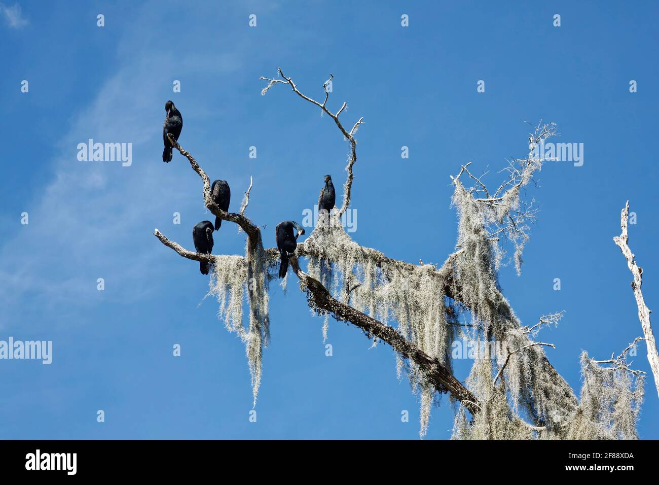 5 Black vultures, dead tree, wildlife, birds, Coragyps atratus, animal ...