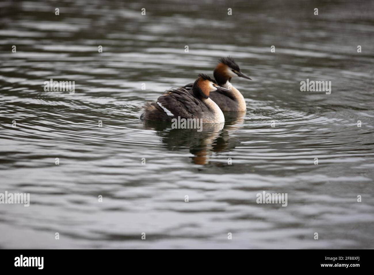 Great Crested Grebe on lake Stock Photo - Alamy