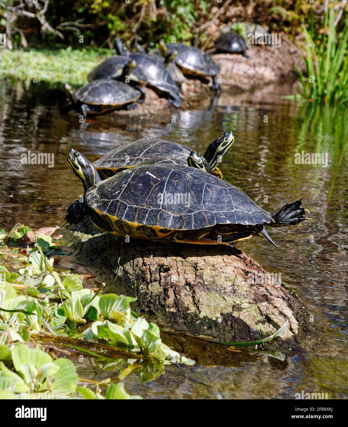 Logs for wildlife hi-res stock photography and images - Alamy