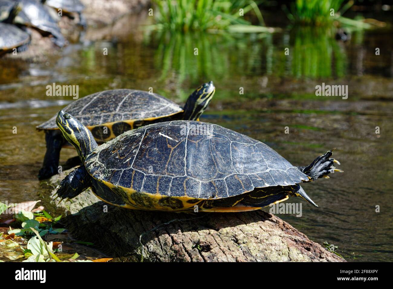 2 turtles, sunning on log, foot moving, marine wildlife, animal ...