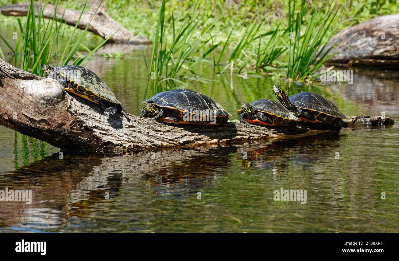 4 turtles, sunning on log, marine wildlife, animal, toothless reptile ...