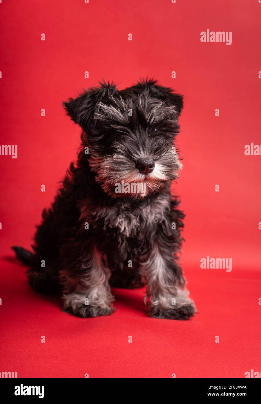 Portrait of an adorable Miniature puppy Schnauzer sitting on a red ...