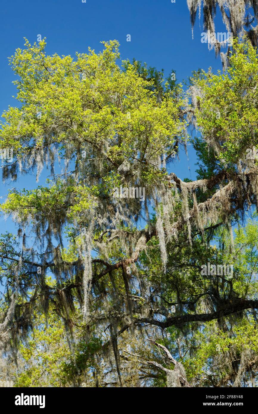 spring green leaves emerging, tree, new growth, Spanish moss hanging ...