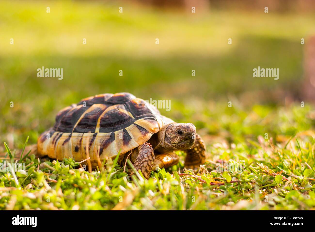 Greek turtle in grass Stock Photo - Alamy