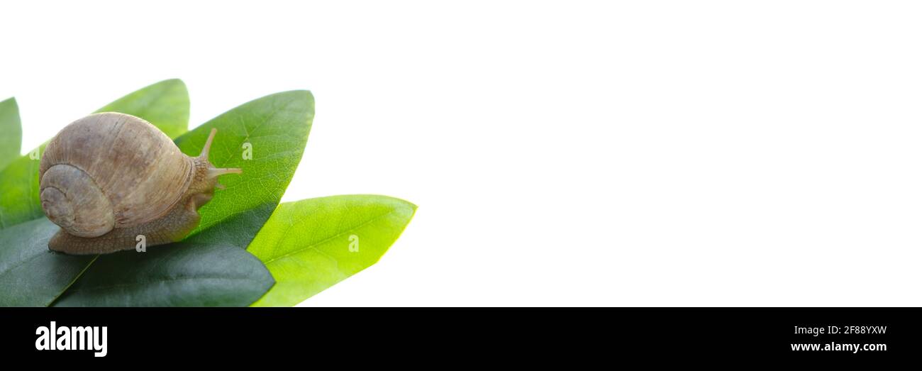 snail on a green leaf isolated on white background . Snail cosmetics ...