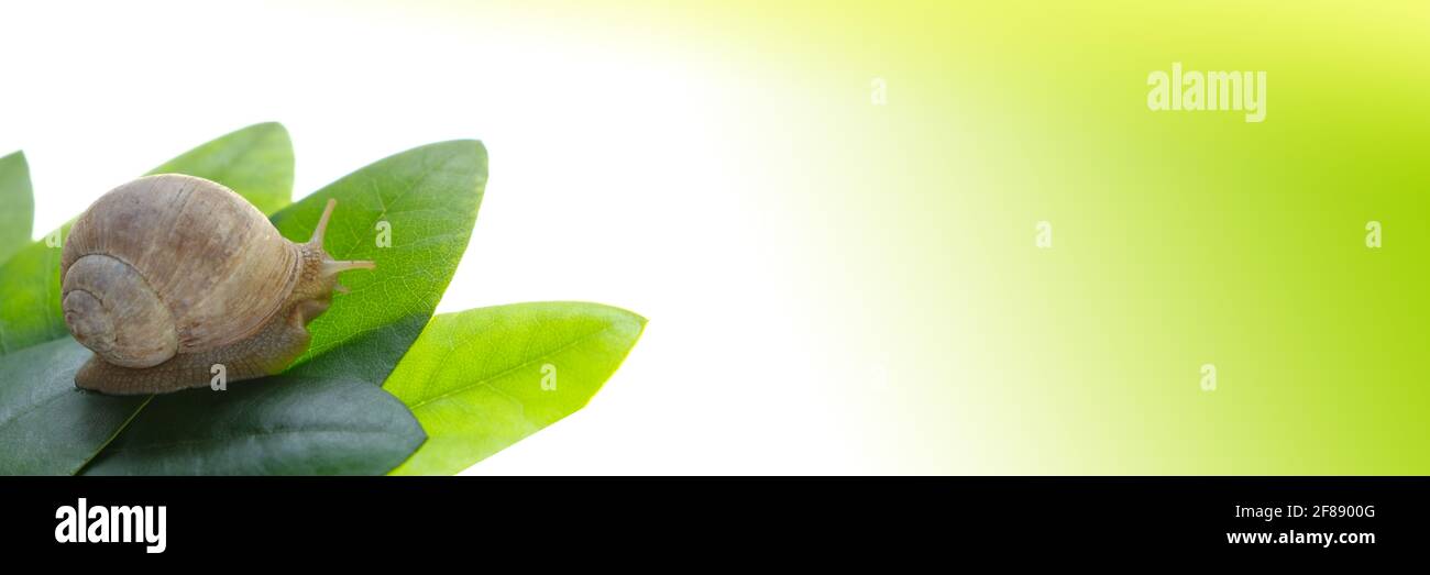 Snails Powerpoint Backgrounds