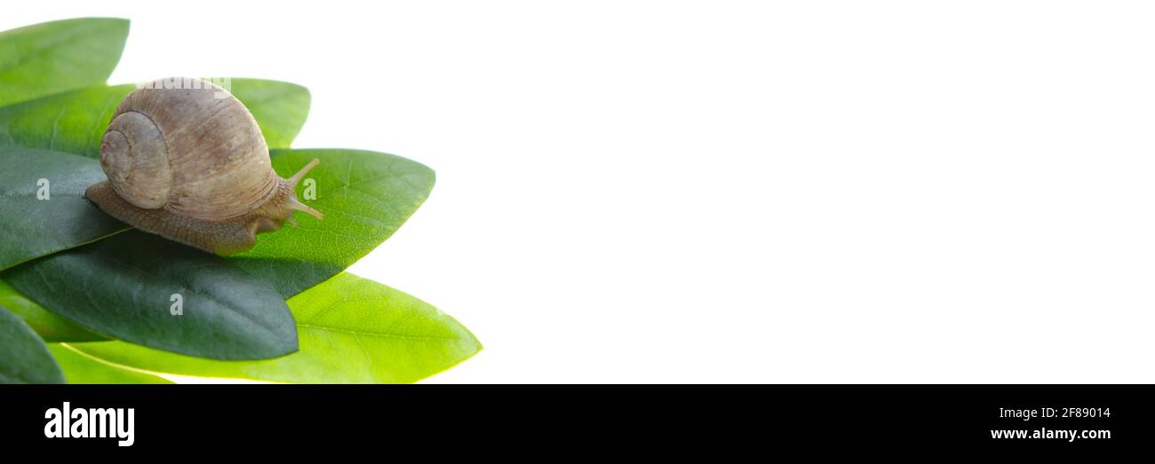 snail on a green leaf isolated on white background . Snail cosmetics ...