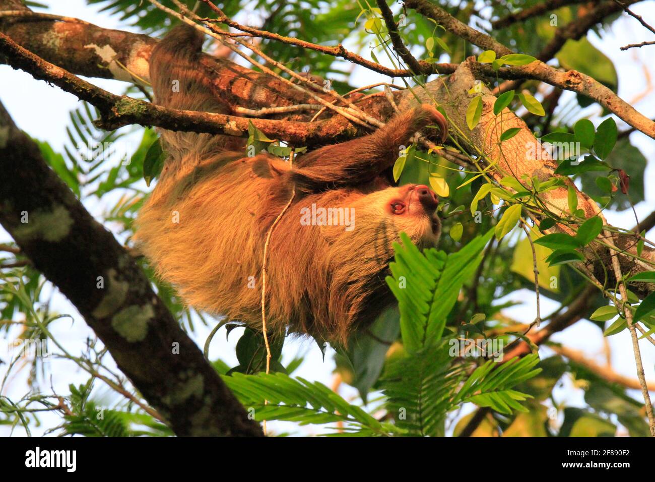 Two toed sloth hanging from a tree in jungle of Costa Rica Stock Photo ...