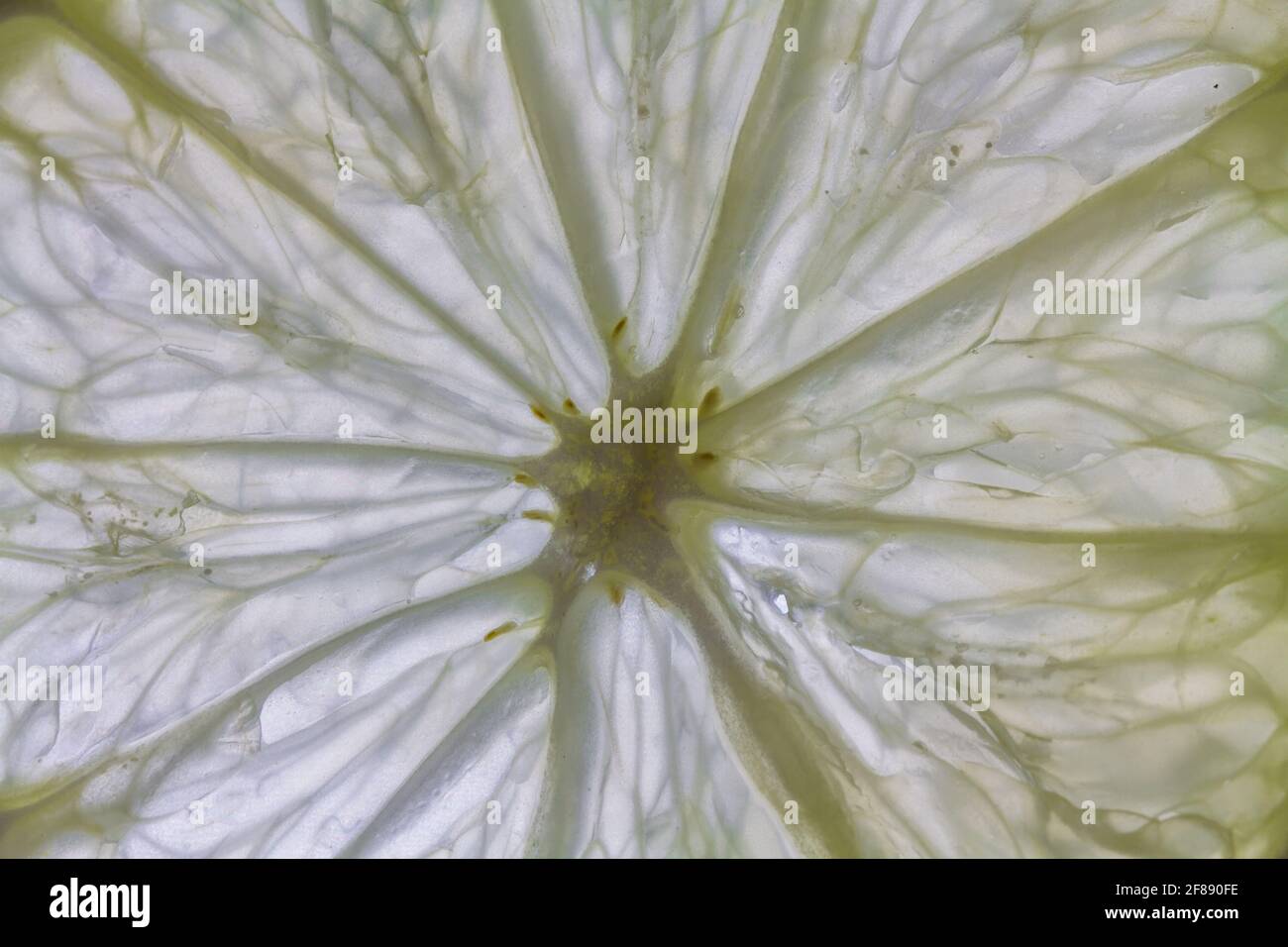 Lime slice backlit hi-res stock photography and images - Alamy