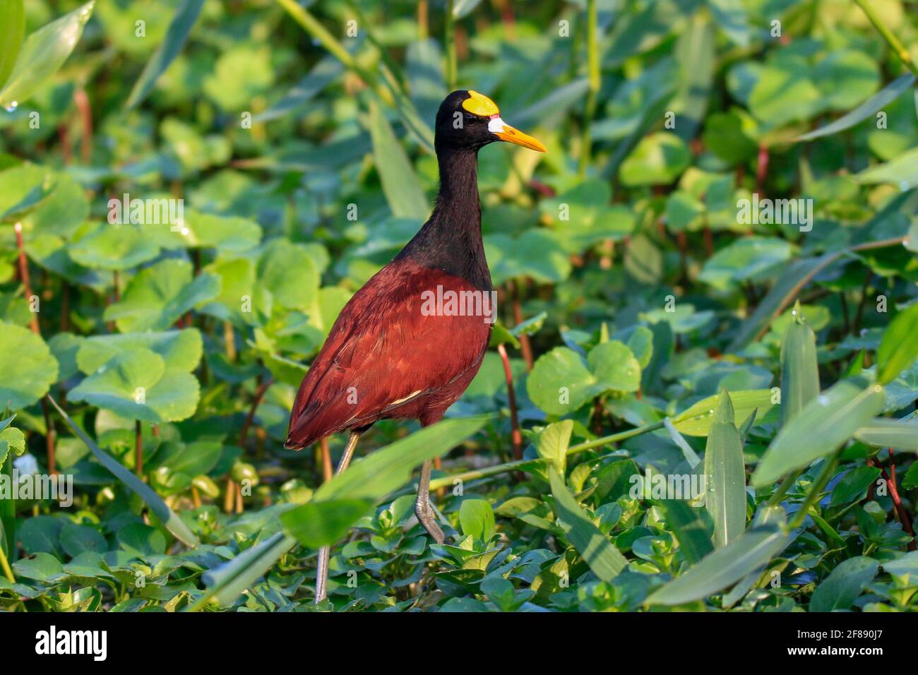 Northern jacana bird standing in field of green foliage in Costa Rica ...