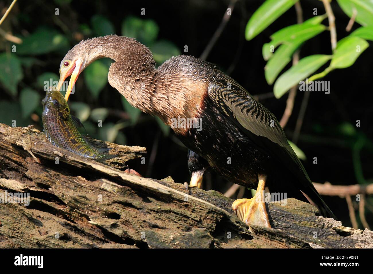 Anhinga snake bird with fish in beak on log in Costa Rica Stock Photo ...