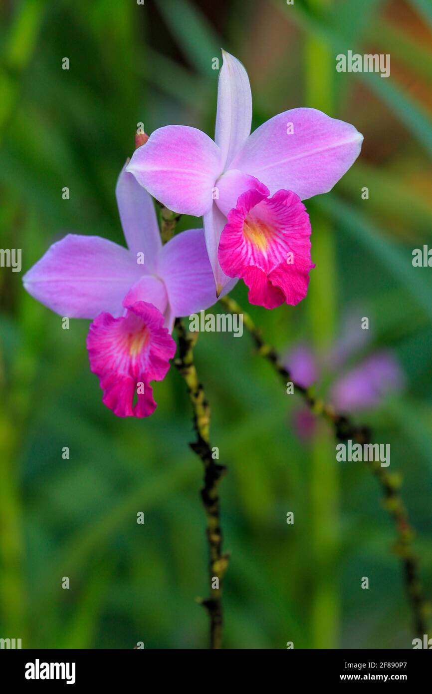 Guaria morada flower hi-res stock photography and images - Alamy