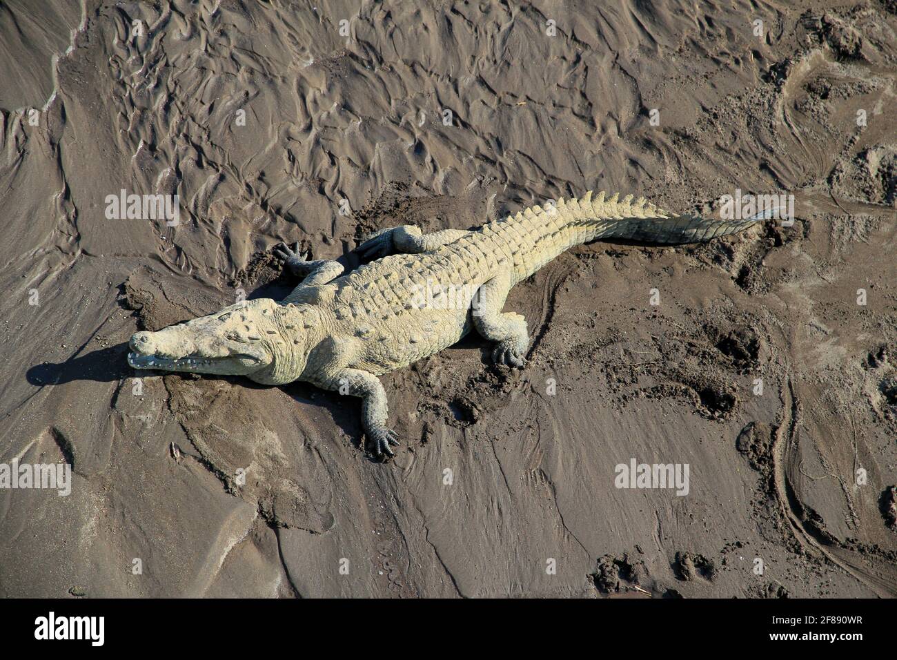 Large Crocodile in the Mud of a River in Costa Rica From Overhead Stock ...