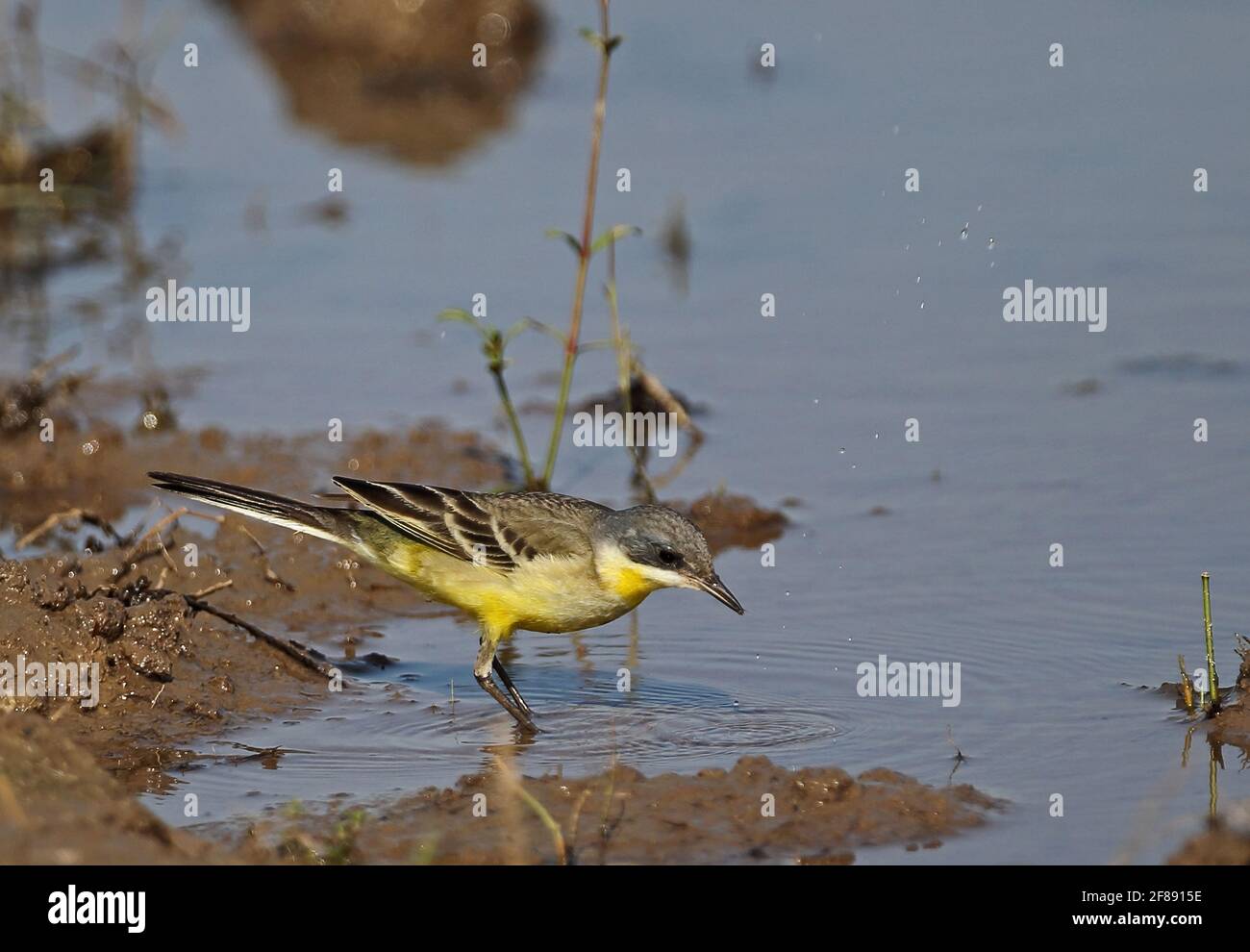 Eastern Yellow Wagtail (Motacilla tschutschensis) adult male in muddy ...