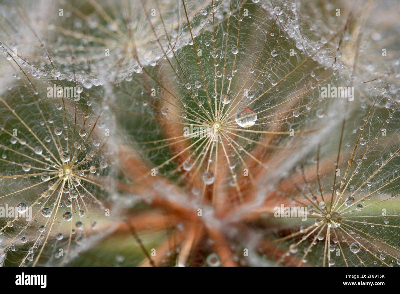 Close up dandelion water hi-res stock photography and images - Alamy