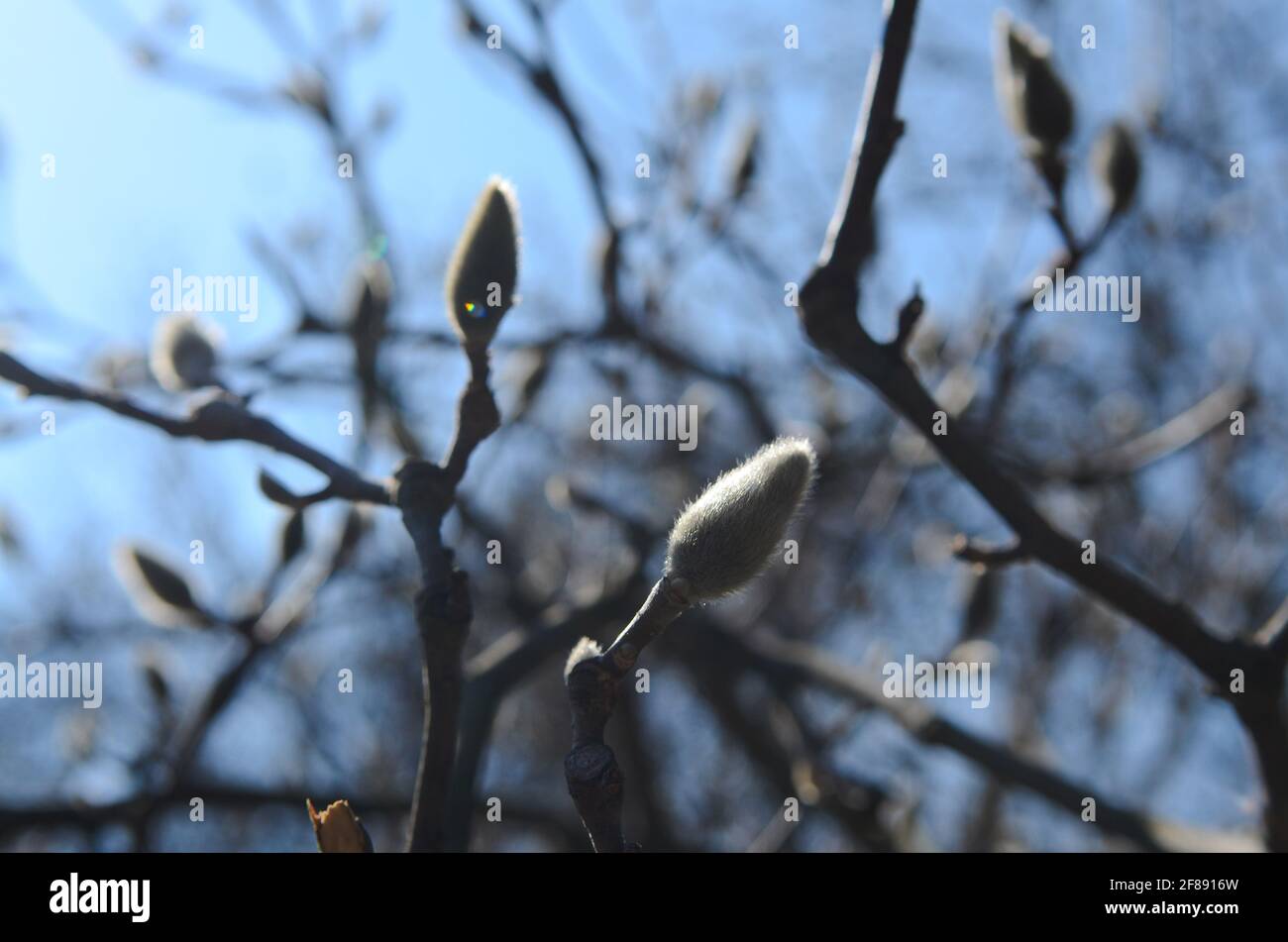 Non Exclusive: KYIV, UKRAINE - APRIL 10, 2021 - Magnolia buds are ...