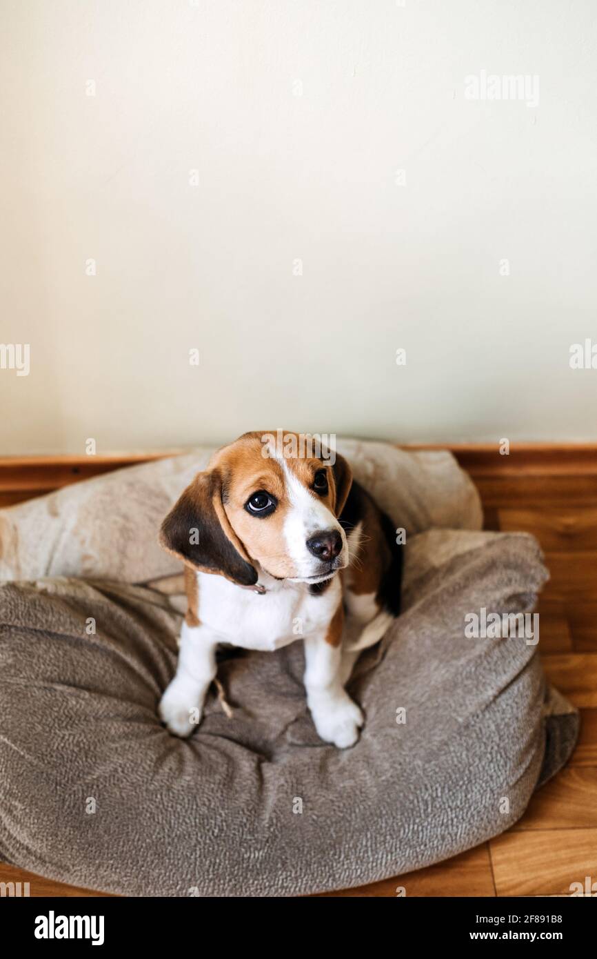 Beagle Personality, temperament. Beagle Puppy at home. Little Beagle ...