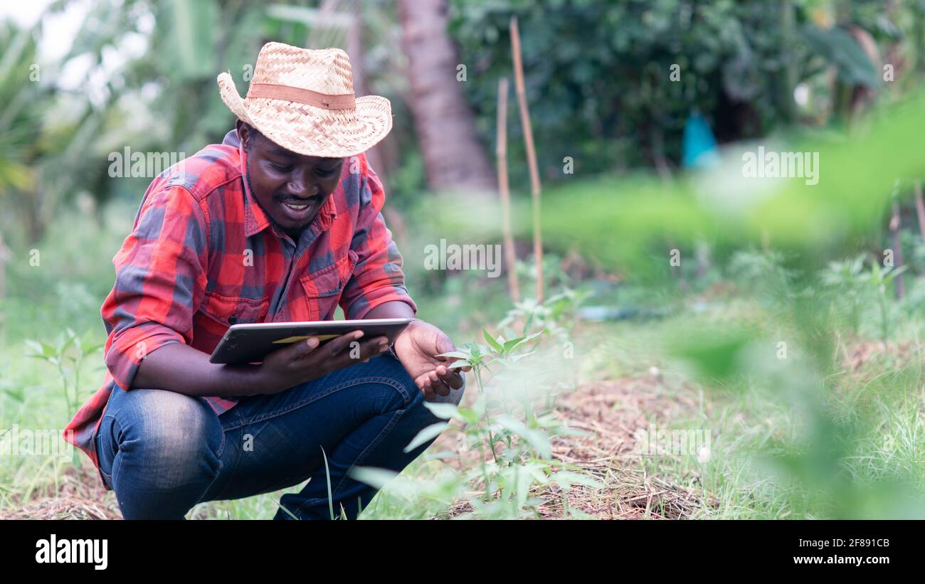 African farmer using tablet for research the leaves of vegetables in ...