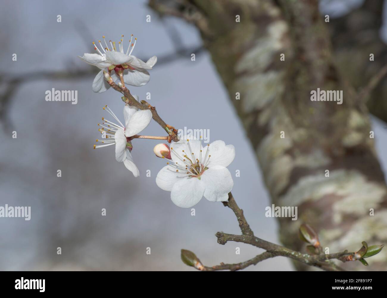 Blossoming twig With Flowers Of Prunus Cerasifera Stock Photo - Alamy