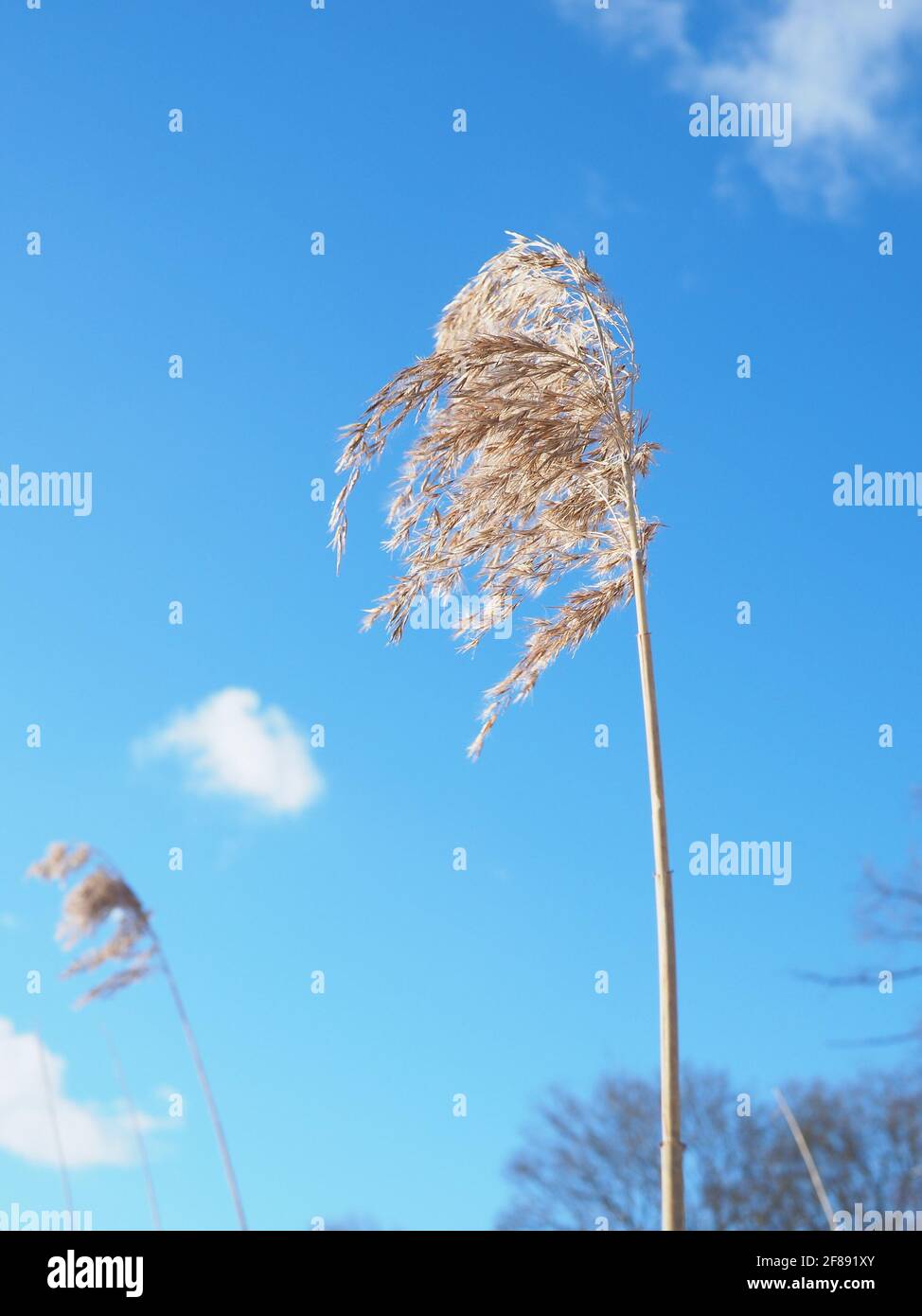 Beautiful reeds in blowing wind hi-res stock photography and images - Alamy