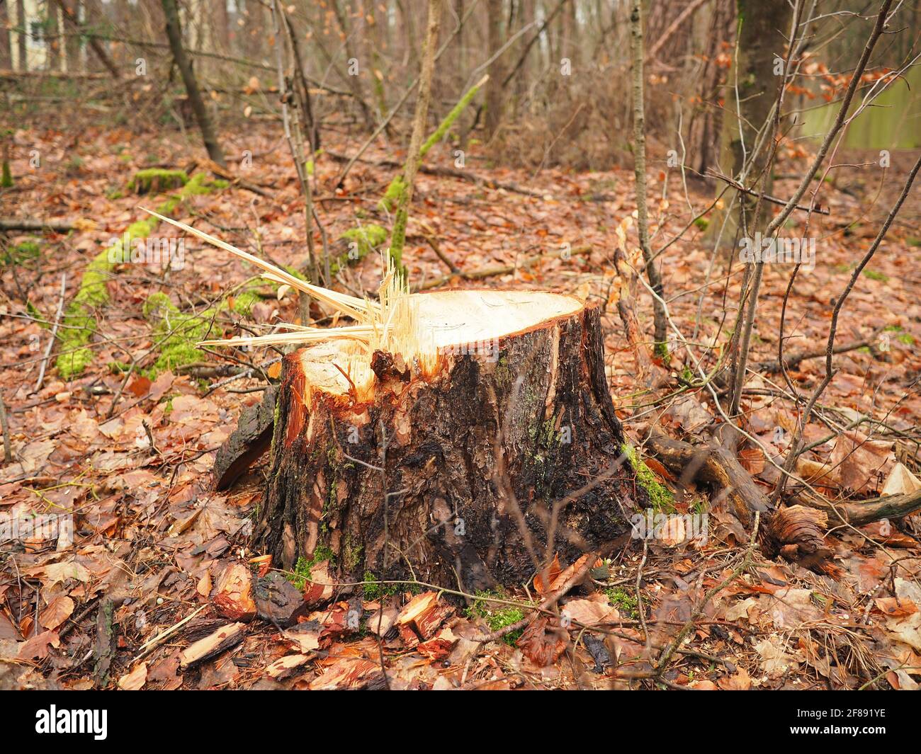 Stump of a fresh cut timber log in a forest, background Germany 2021 ...